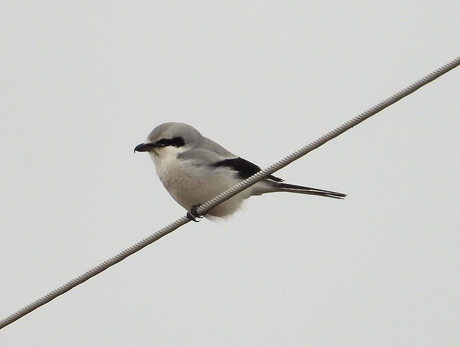 eBird Checklist - 1 Jan 2025 - Greene-Sullivan SF--Dugger Unit - 26 species