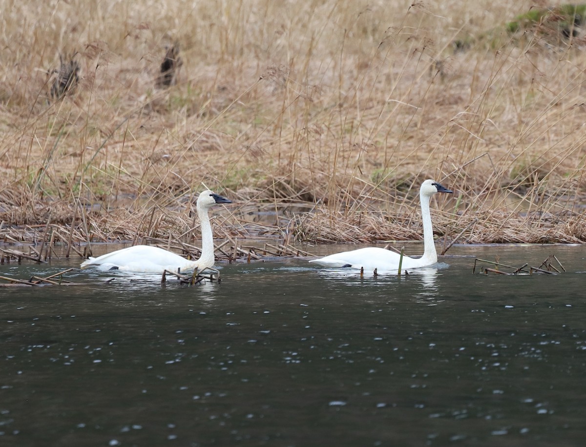 eBird Checklist - 1 Jan 2025 - Crown Rooster Lake - 11 species