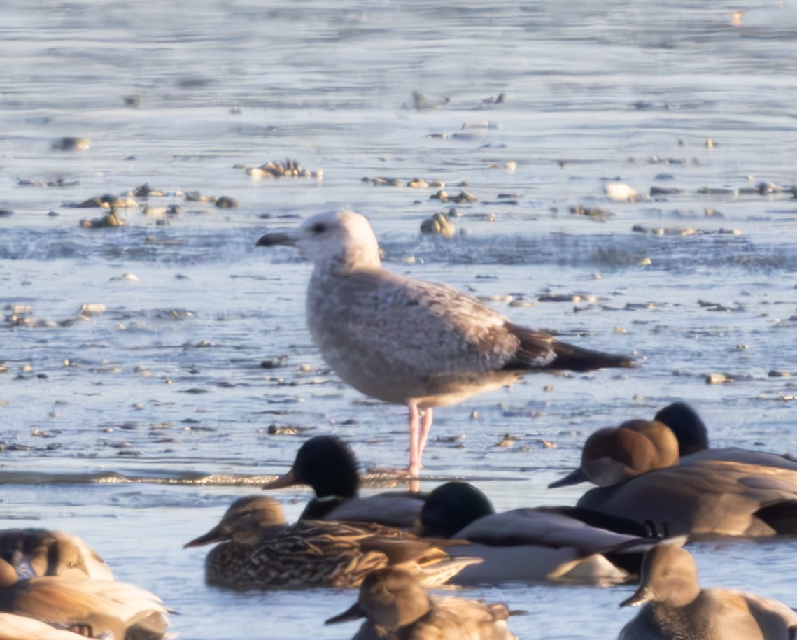 eBird Checklist - 1 Jan 2025 - Tucker Lake - 12 species
