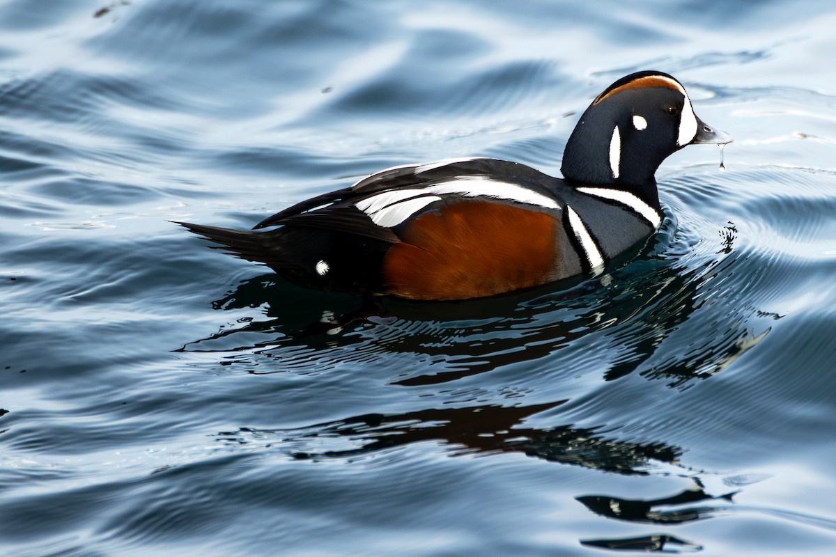eBird Checklist - 31 Dec 2024 - Port Angeles waterfront - 13 species