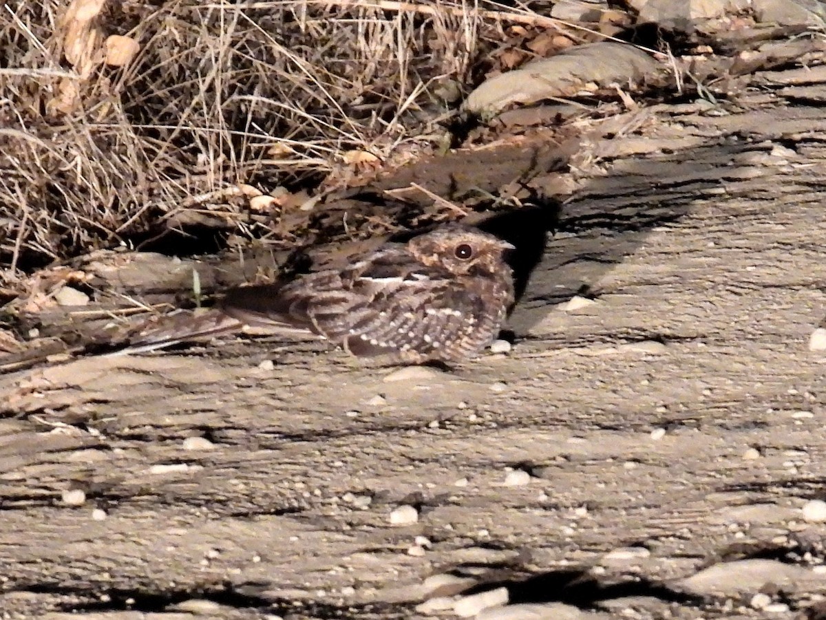 eBird Checklist - 14 Oct 2024 - Tambo - 1 species