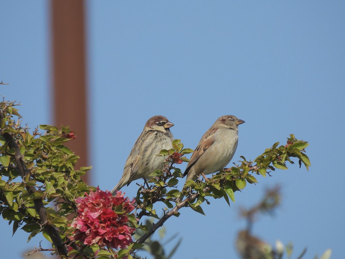 Israel Breeding Bird Atlas Checklist - 2 Jan 2025 - Kibbutz Yakum קיבוץ ...
