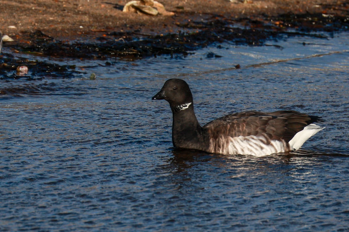 eBird Checklist - 2 Jan 2025 - MacMillan Wharf - 12 species