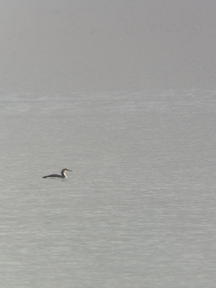 eBird Checklist - 30 Dec 2024 - Port Angeles waterfront - 37 species ...