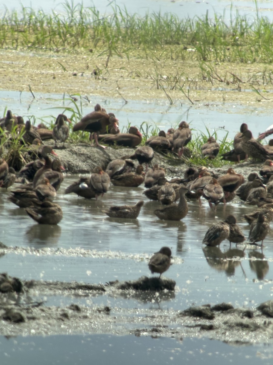 eBird Checklist - 2 Jan 2025 - Coto 47--Las Pangas - 67 species