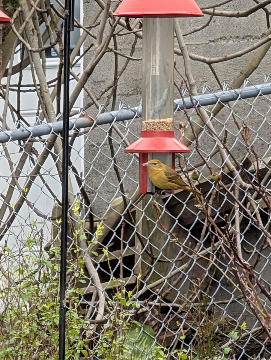 eBird Checklist - 2 Jan 2025 - 5041 42nd Avenue Southwest, Seattle ...