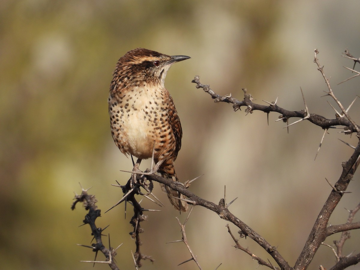 ML628431880 - Spotted Wren - Macaulay Library
