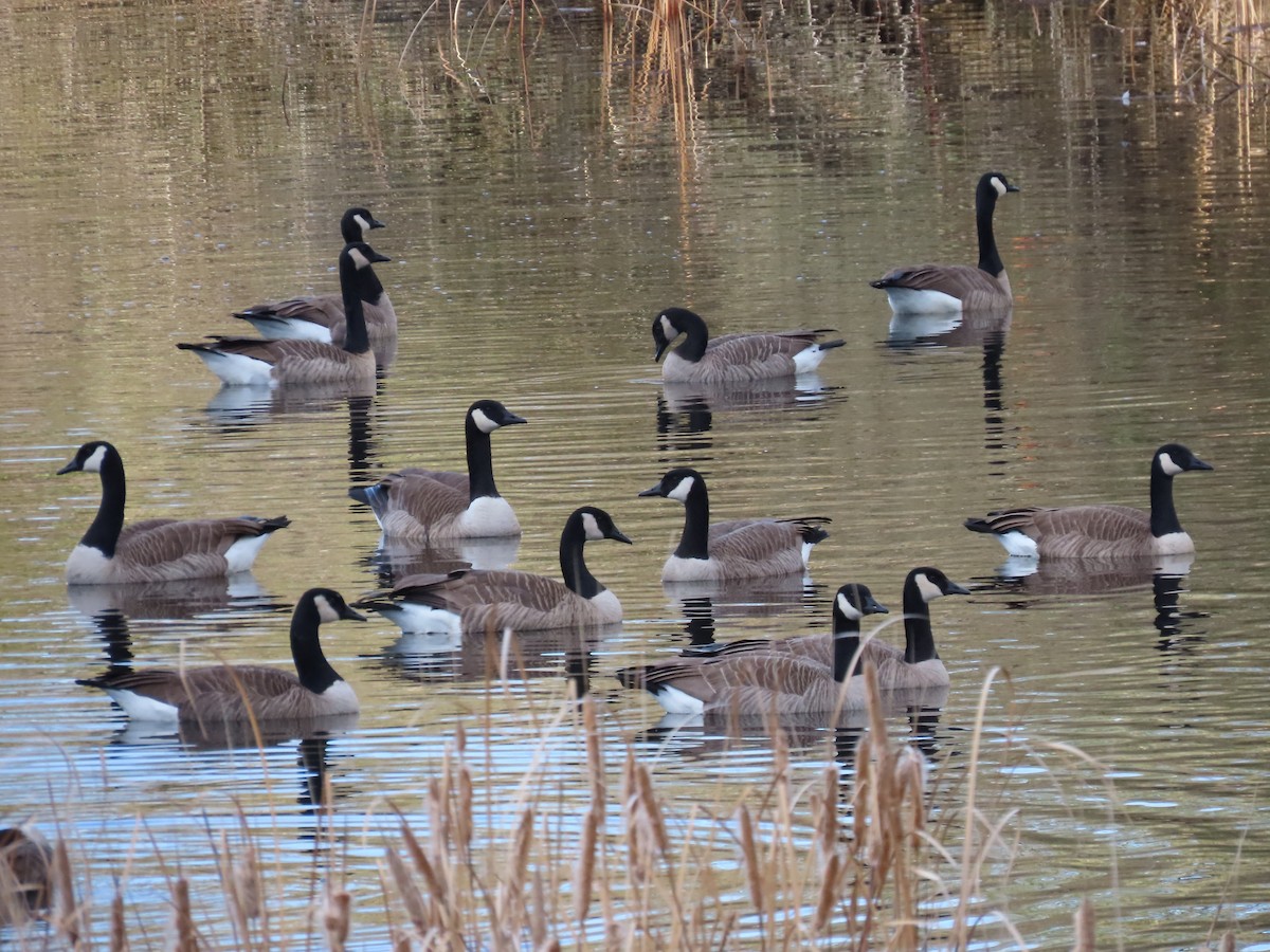 eBird Checklist - 2 Jan 2025 - Rasmussen Ranch - 12 species