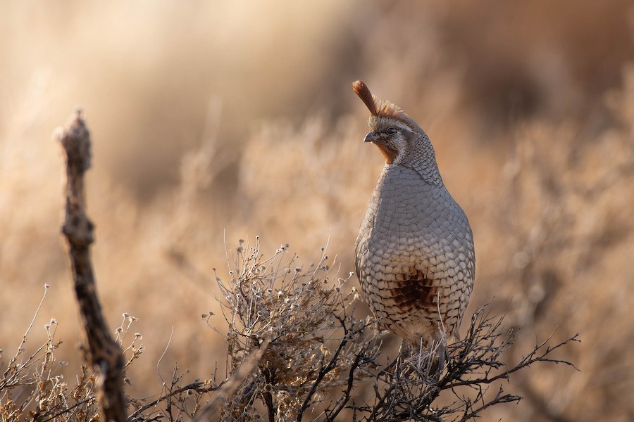 Scaled x Gambel's Quail (hybrid) - eBird