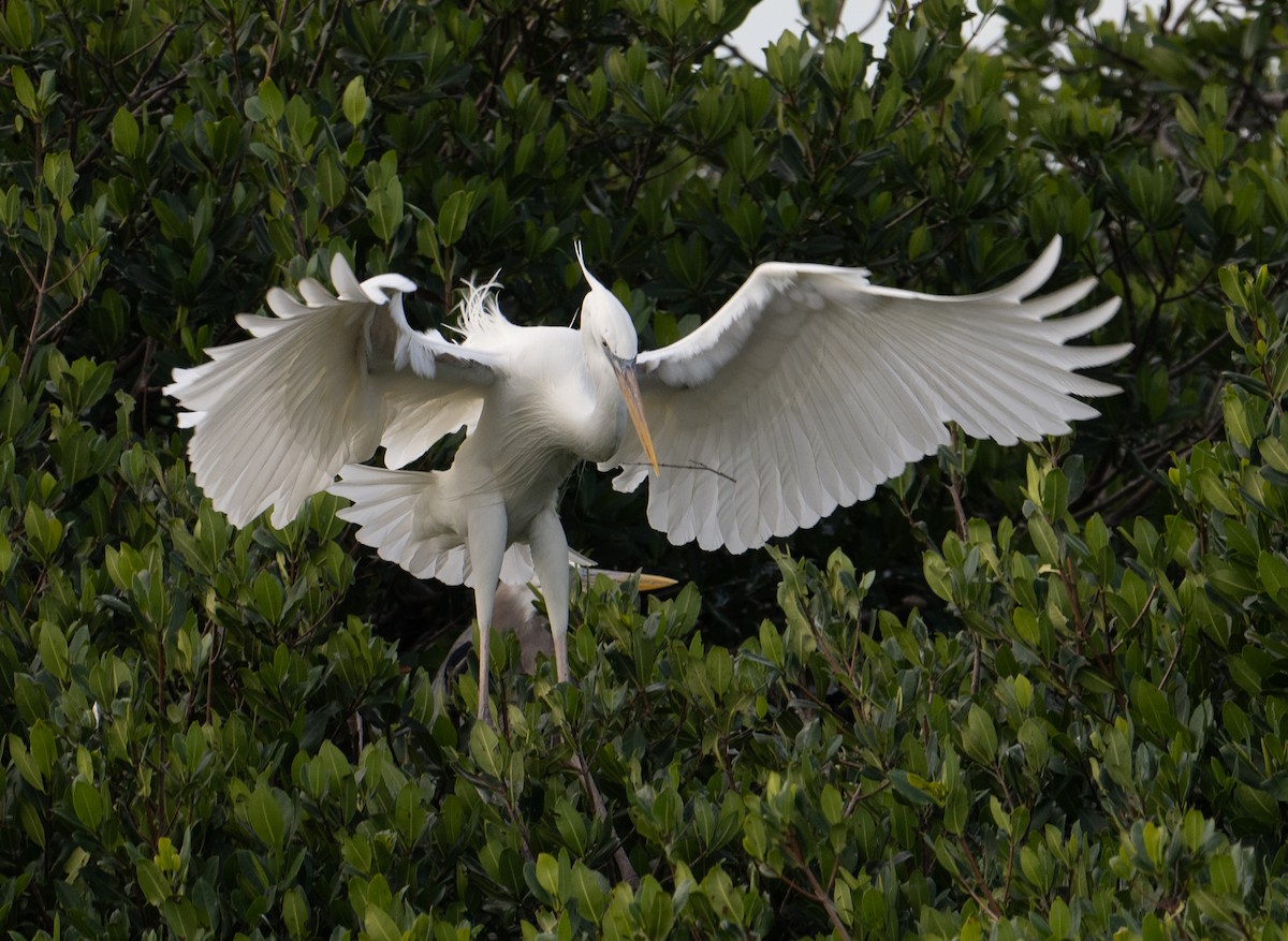 ML628437278 - Great Blue Heron (Great White) - Macaulay Library