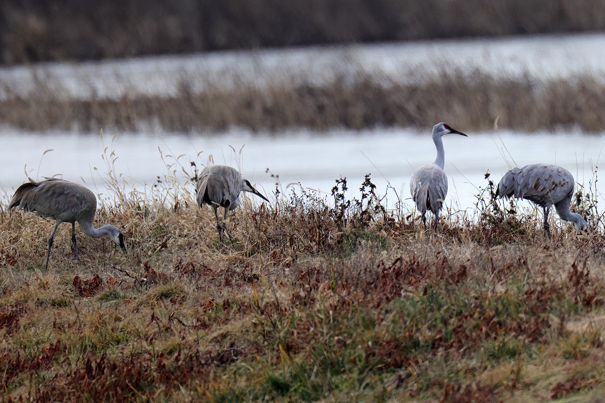 eBird Checklist - 2 Jan 2025 - Clarence Cannon NWR - 30 species