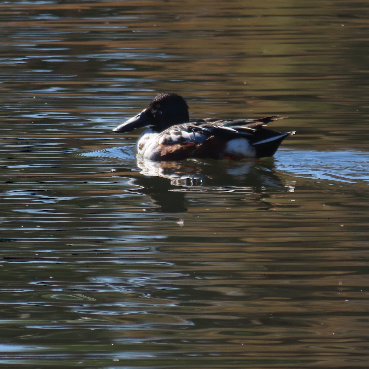 eBird Checklist - 2 Jan 2025 - SRP ponds - 30 species