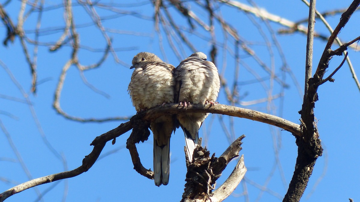 ML628443982 - Inca Dove - Macaulay Library