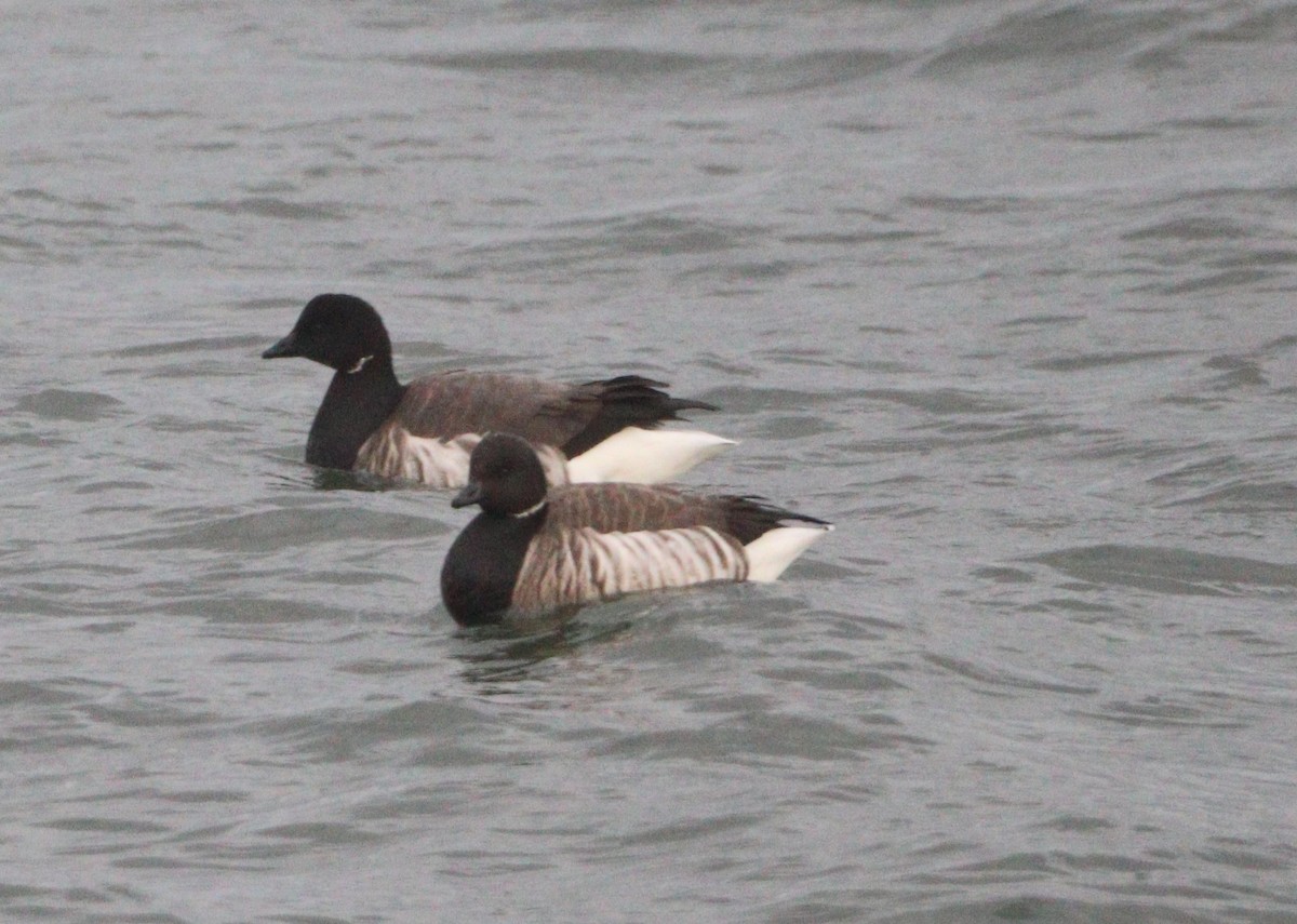 New York Breeding Bird Atlas Checklist - 2 Jan 2025 - Fort Totten Park ...