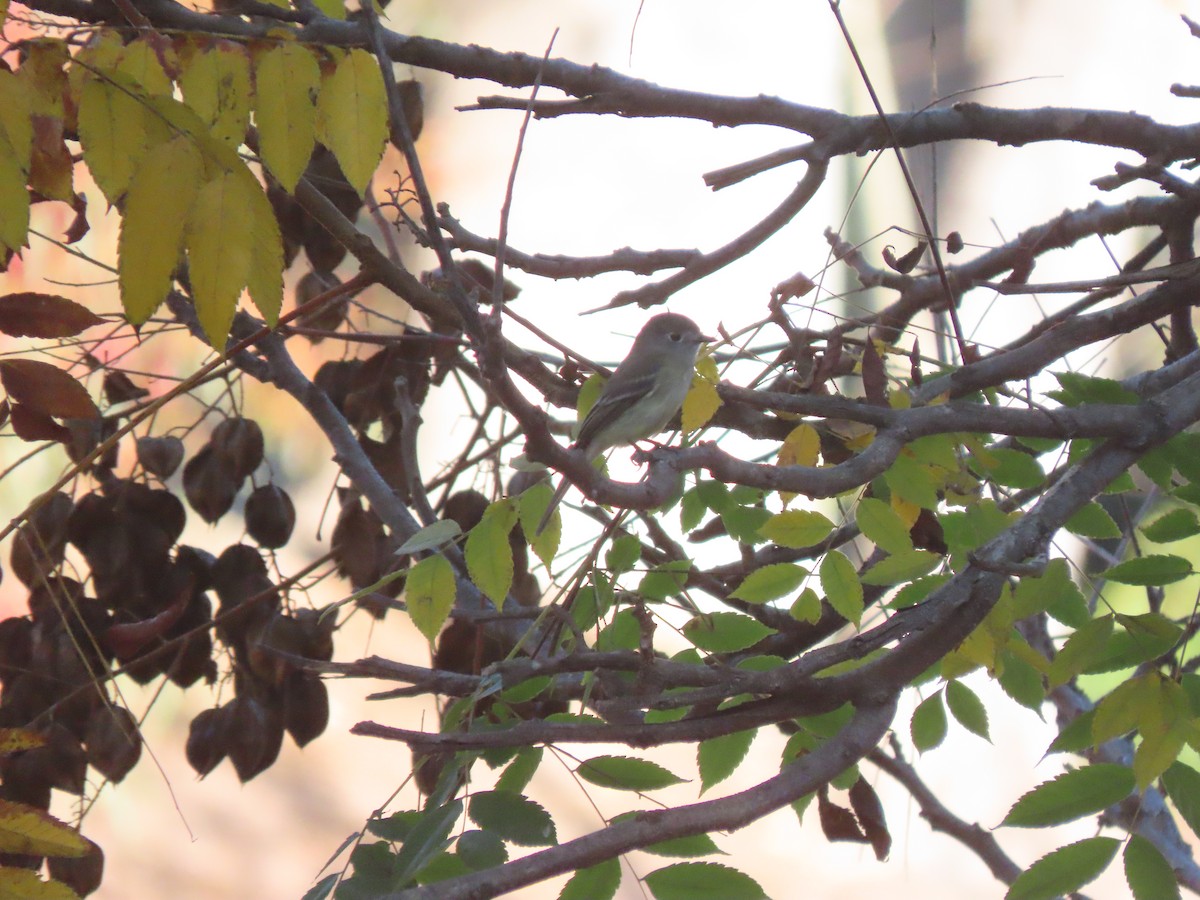 eBird Checklist - 2 Jan 2025 - Veeh Ranch Park, Laguna Hills - 3 species