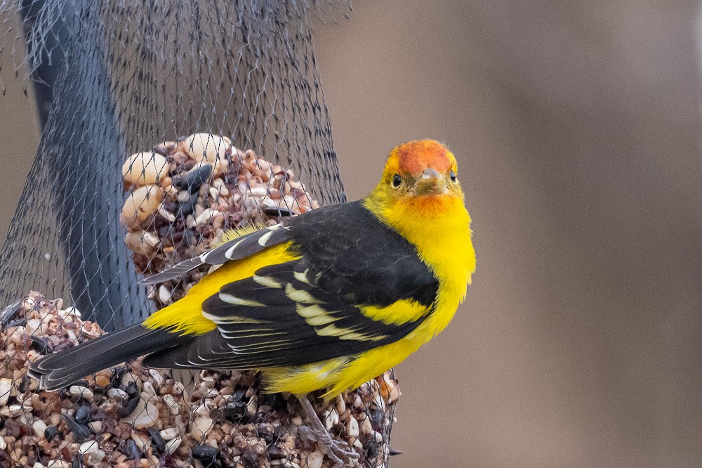 eBird Checklist - 2 Jan 2025 - Avenue de Mount Vernon, Montréal, Québec ...