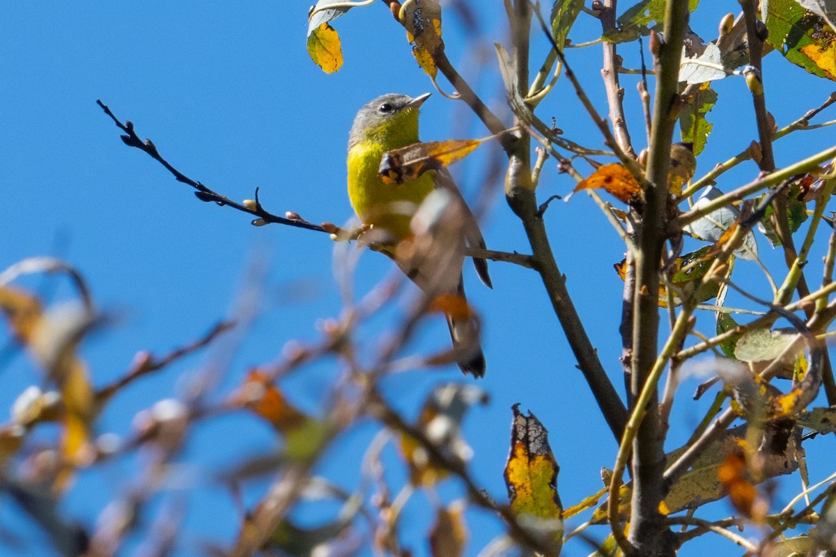 eBird Checklist - 2 Jan 2025 - Carmel River--Hwy 1 riparian (wading ...