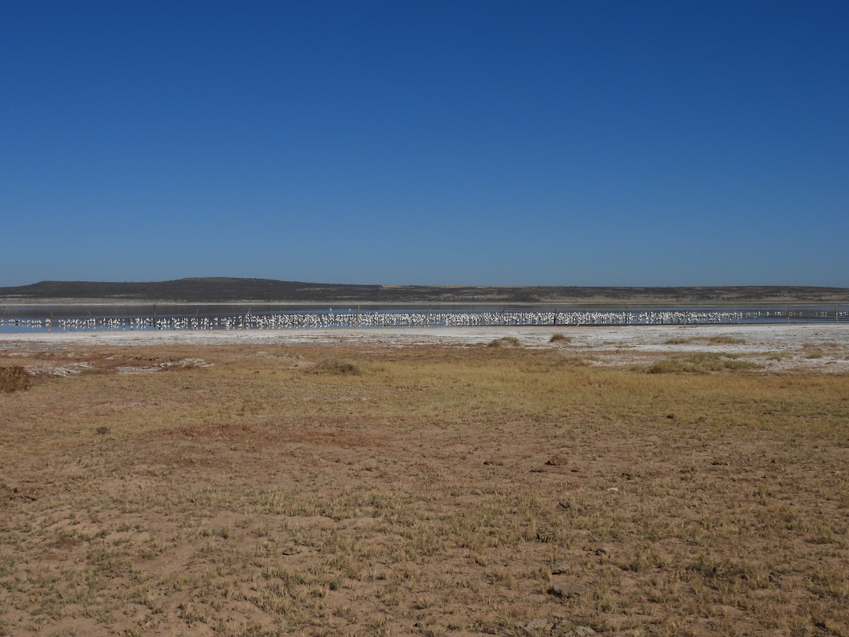 eBird Checklist - 30 Dec 2024 - Laguna Santa Ana - 30 species