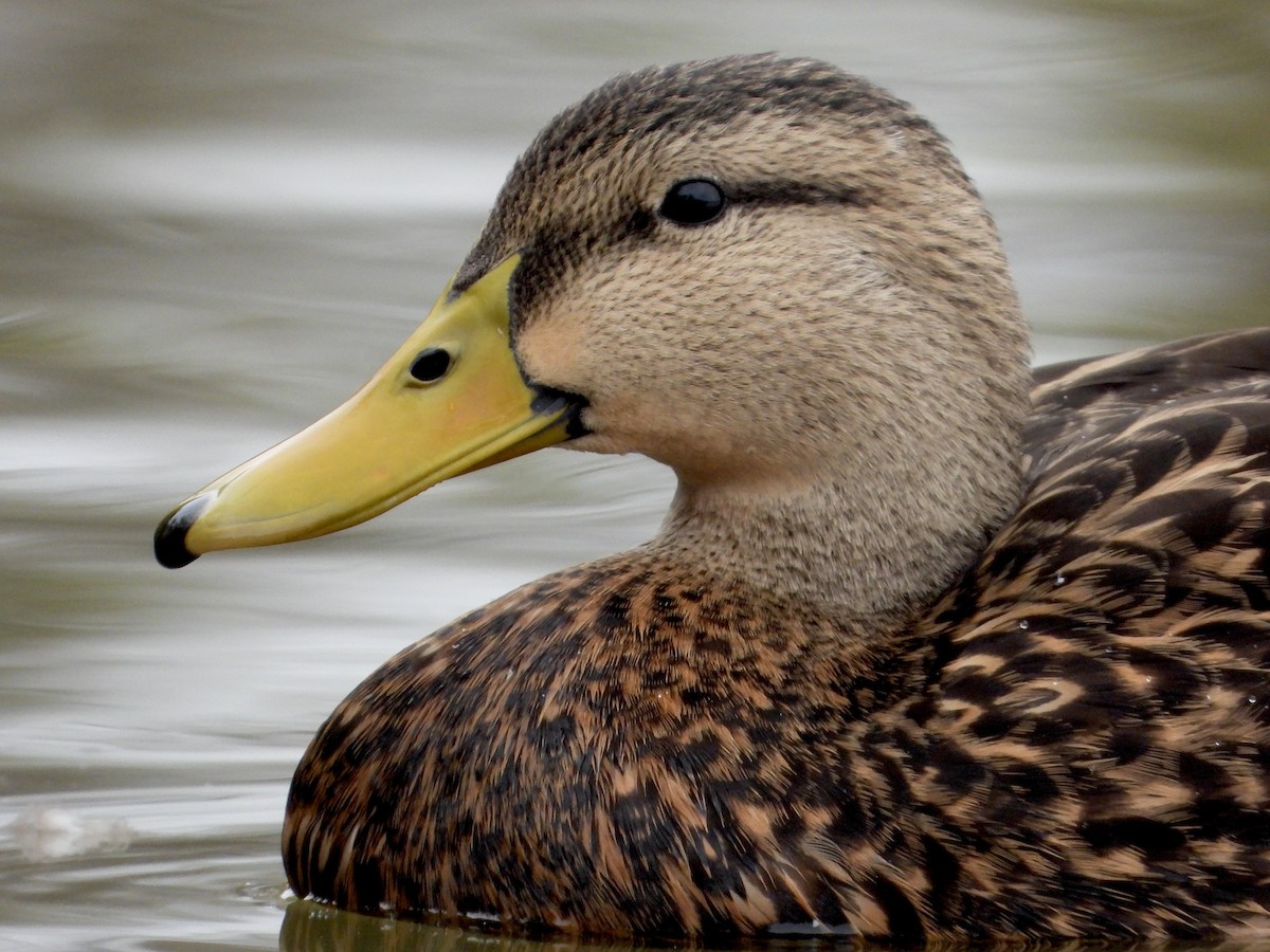 ML628448980 - Mottled Duck (Gulf Coast) - Macaulay Library