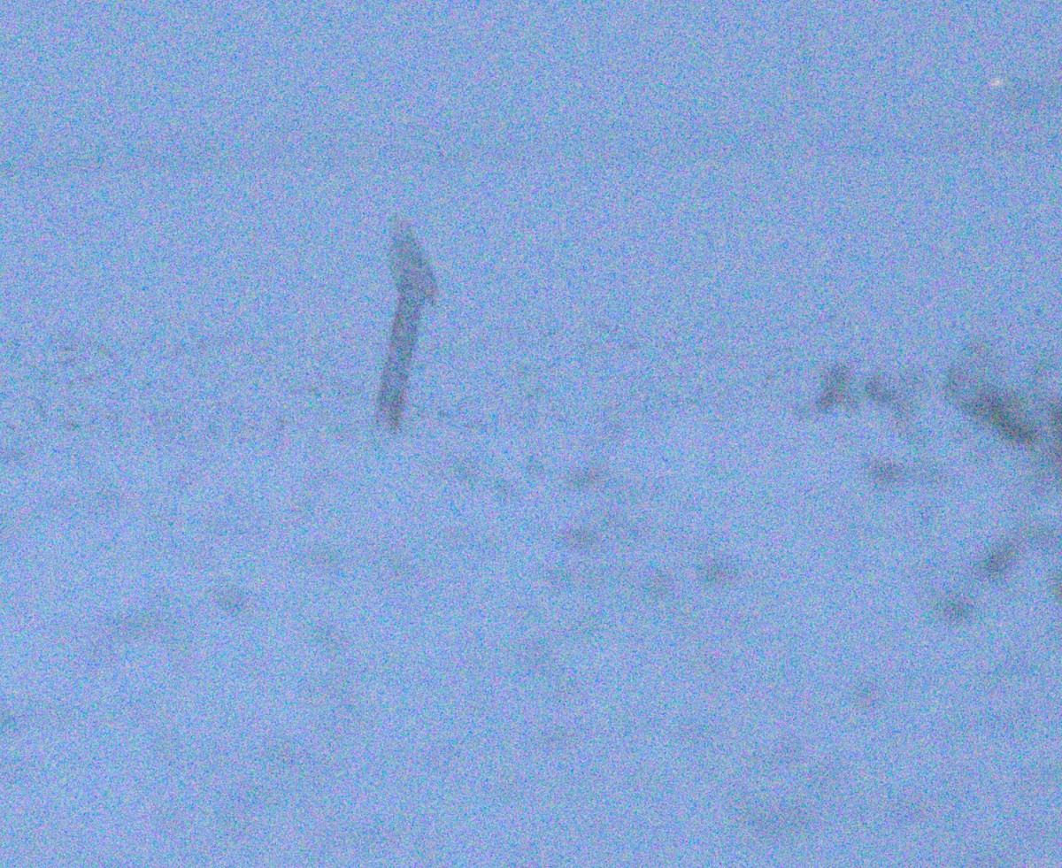 eBird Checklist - 2 Jan 2025 - Snowy Owl location - 7 species