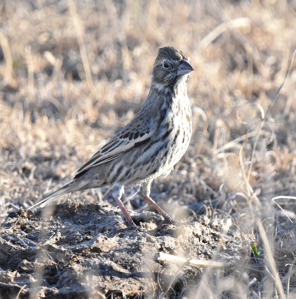 eBird Checklist - 2 Jan 2025 - 104 Road, Garnett Rd to US 400, Dodge ...