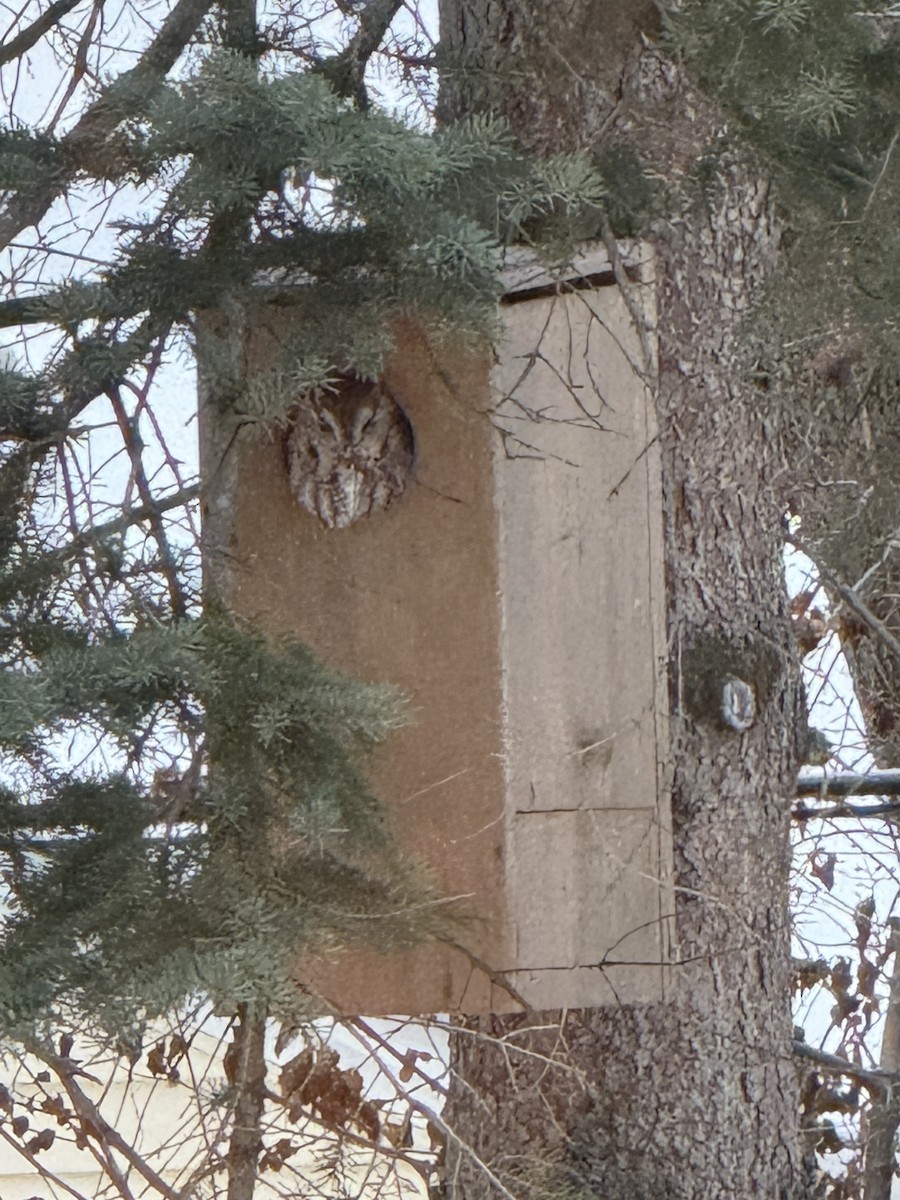 eBird Checklist - 2 Jan 2025 - Home - 13 species