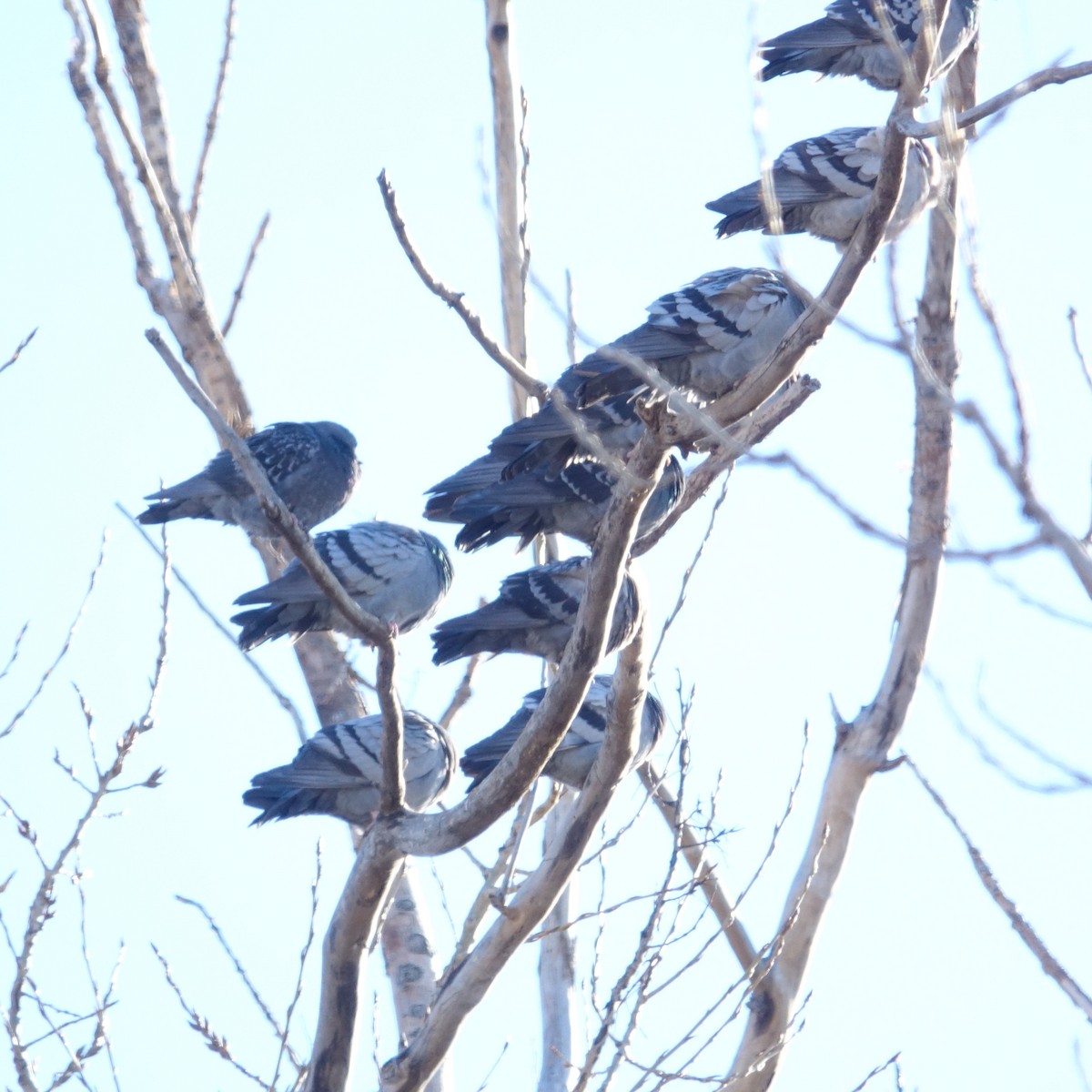 eBird Checklist - 1 Jan 2025 - Badger Lake WMA - 1 species