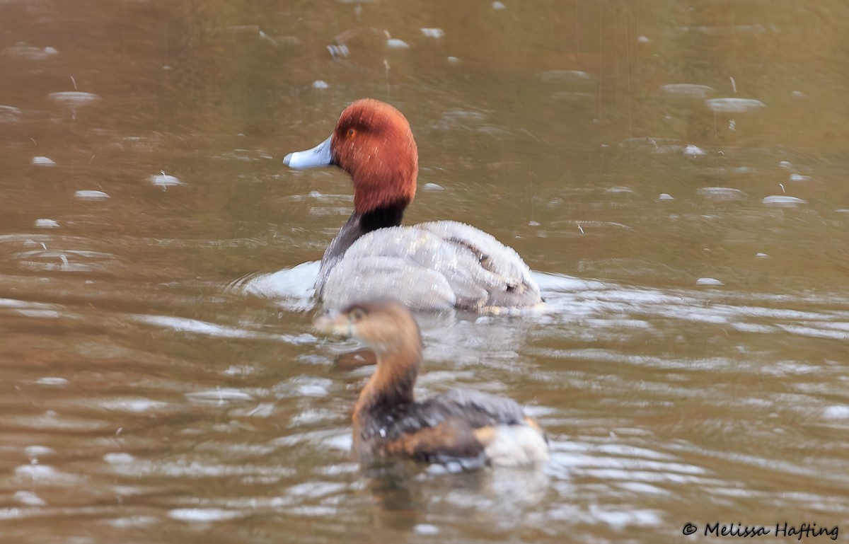 eBird Checklist - 2 Jan 2025 - Port Coquitlam--Blakeburn Lagoons - 35 ...