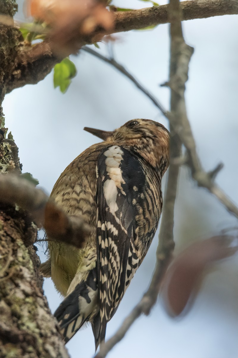 eBird Checklist - 31 Dec 2024 - Lake Woodruff NWR - 14 species