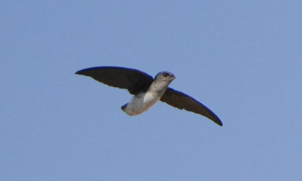 ML628471593 - Bat-like Spinetail - Macaulay Library