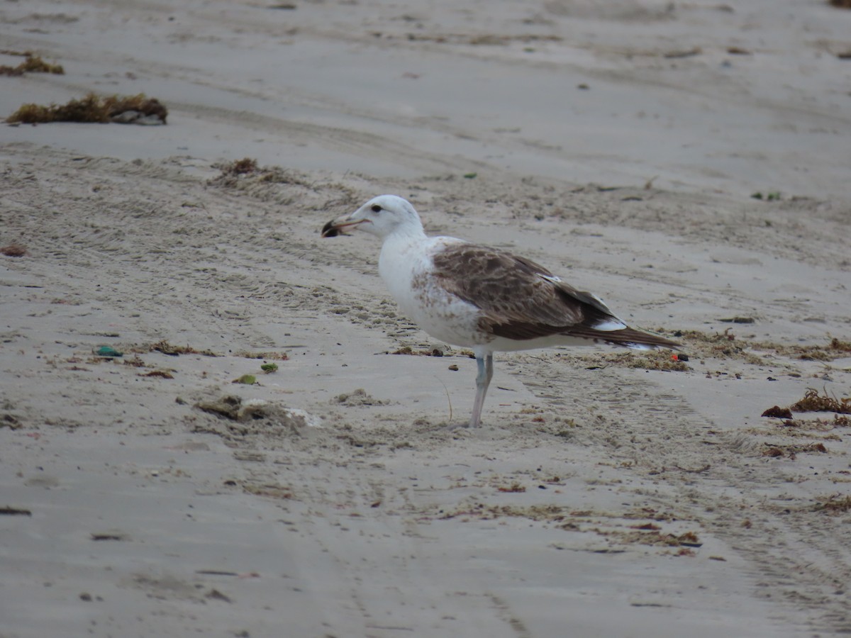 eBird Checklist - 3 Jan 2025 - Packery Channel Jetties - 9 species