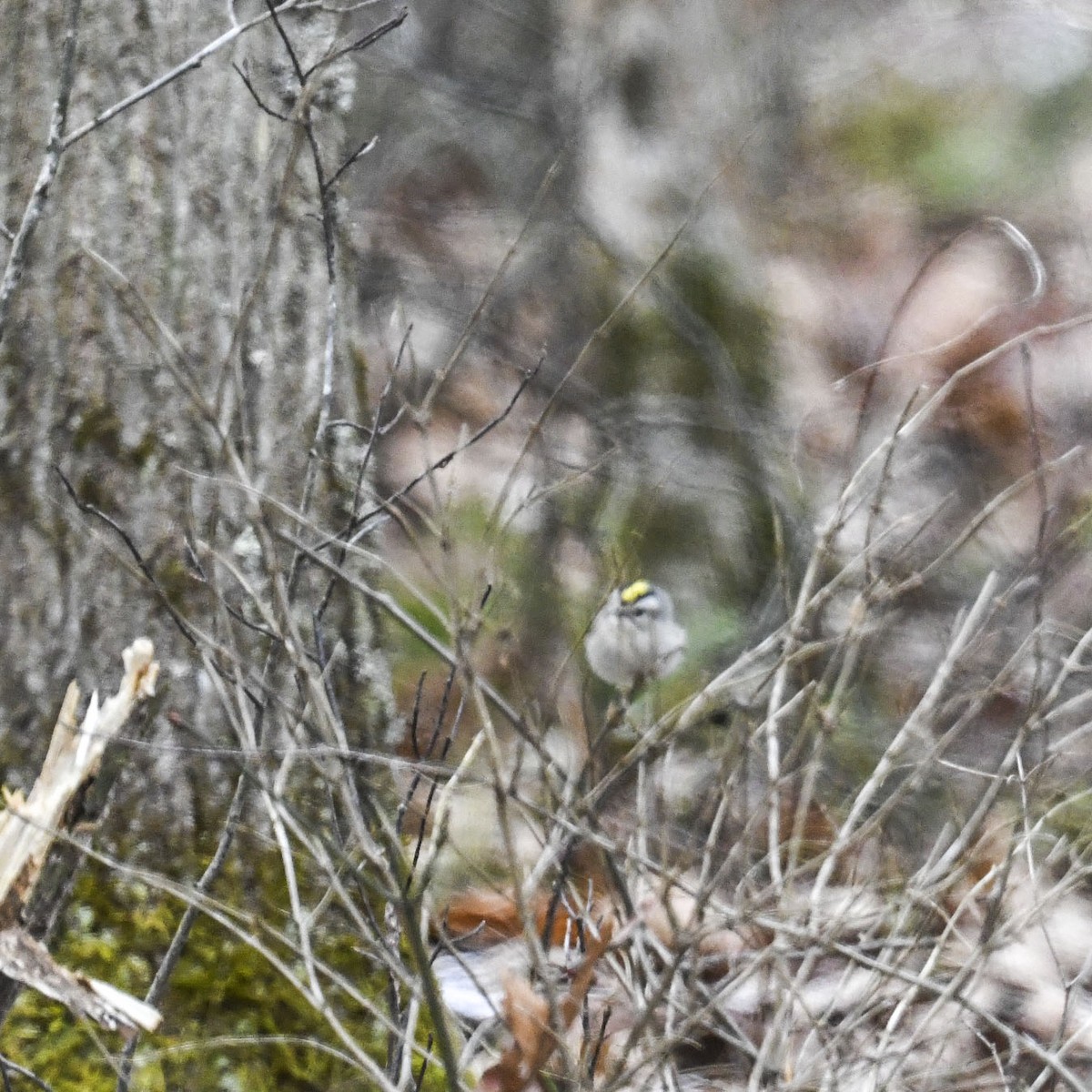 Pennsylvania Bird Atlas Checklist - 2 Jan 2025 - Hodgson Road, Sterling Road, and Watts Mill ...