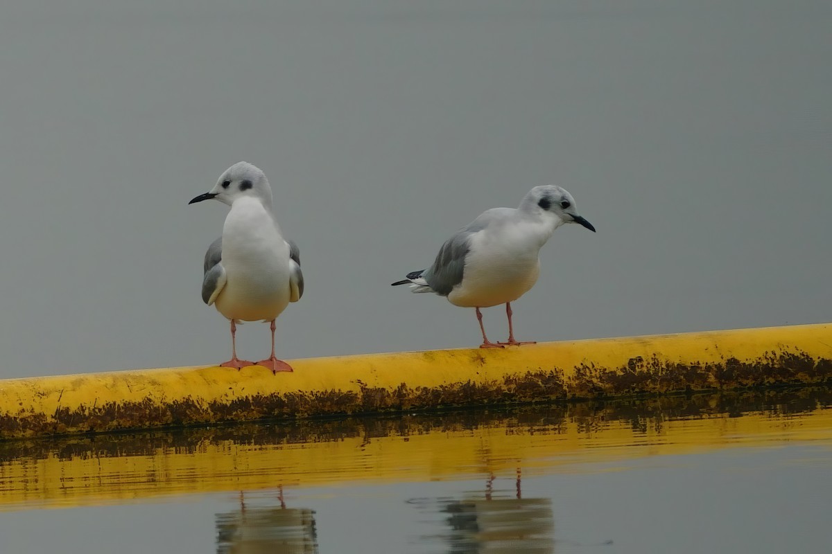 eBird Checklist - 3 Jan 2025 - Belton Lake--Temple Lake Park - 10 species