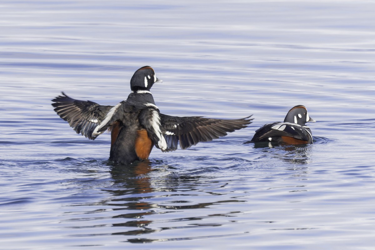 eBird Checklist - 1 Jan 2025 - Port Angeles waterfront - 23 species (+1 ...