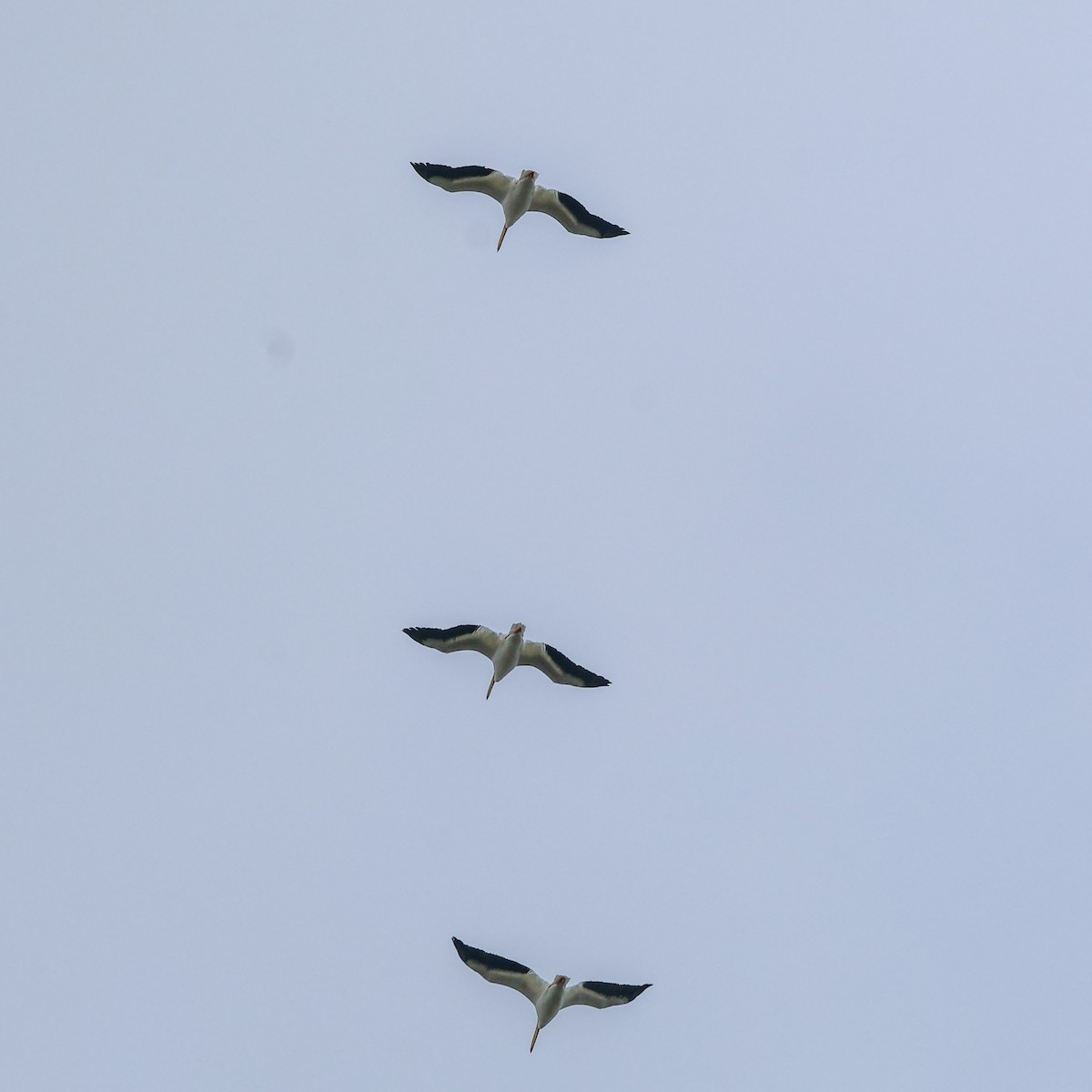 eBird Checklist - 3 Jan 2025 - Webberville Park (Big)(HOTE 035) - 28 ...