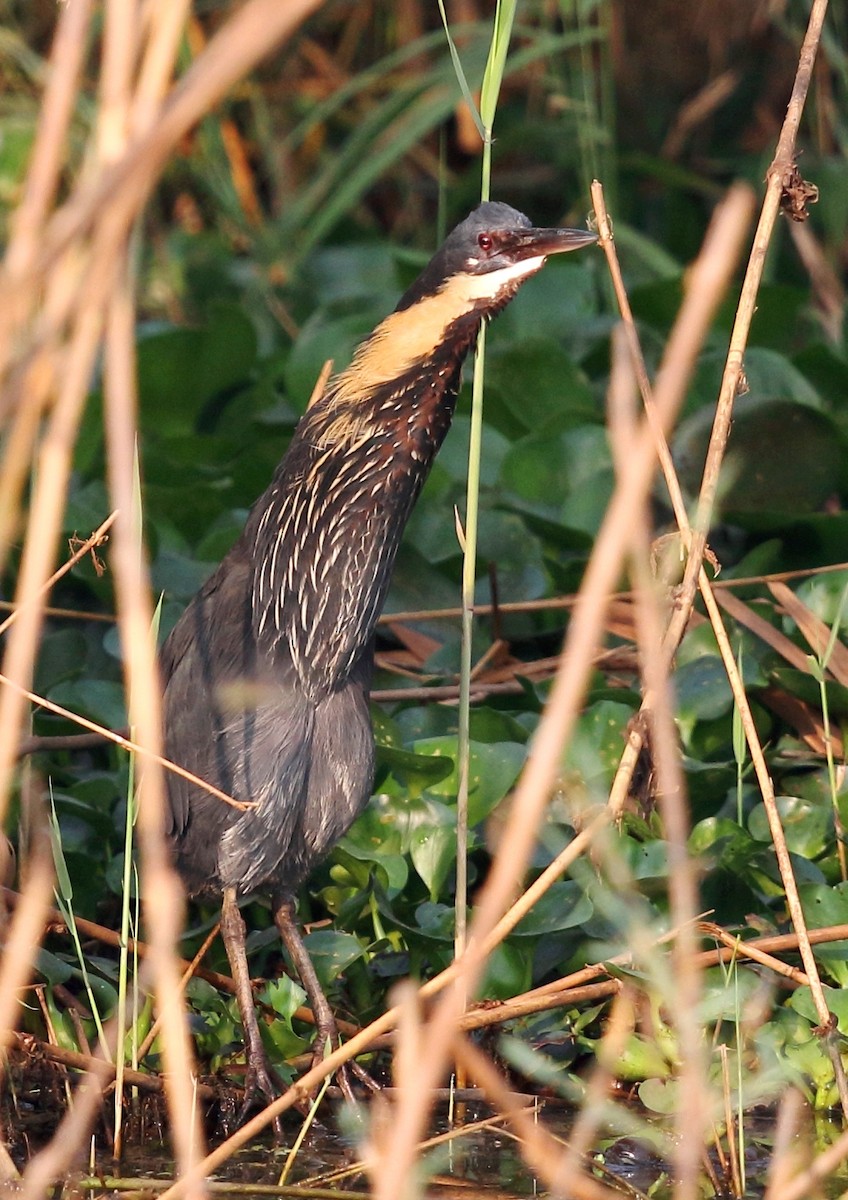 ML628479818 - Black Bittern - Macaulay Library