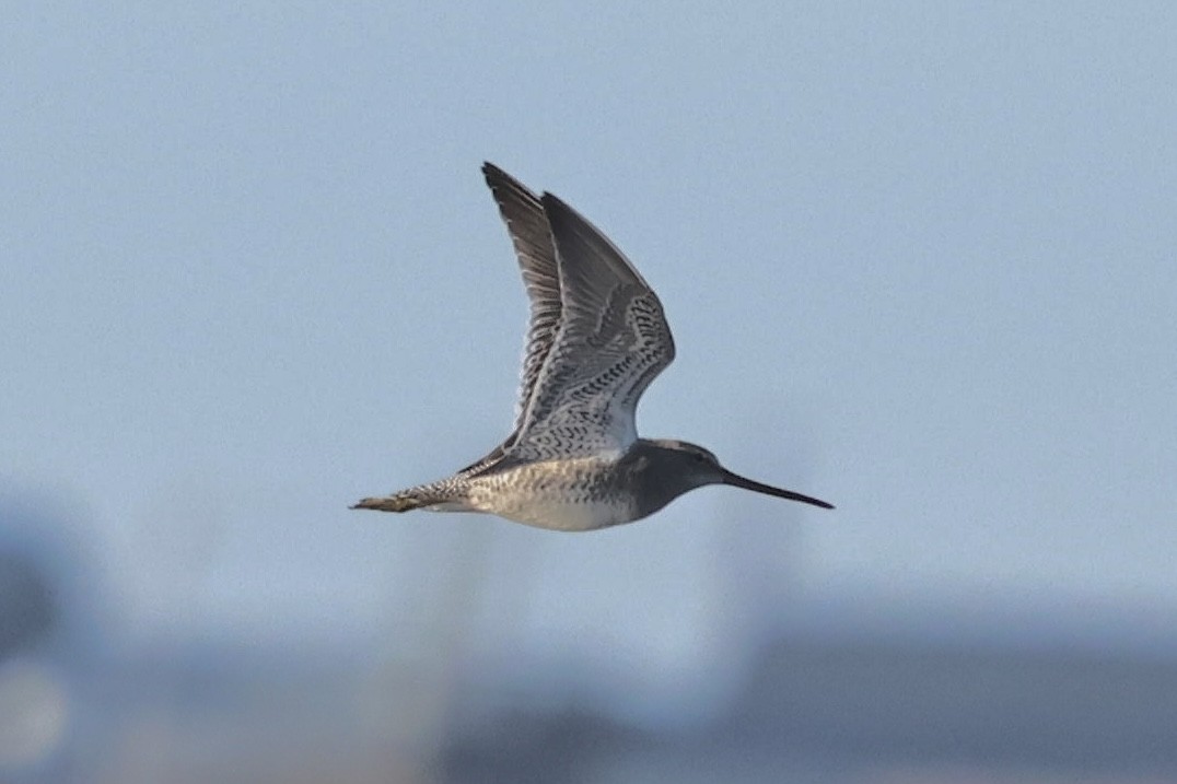 eBird Checklist - 3 Jan 2025 - Tacumshin Lake--general area - 81 ...