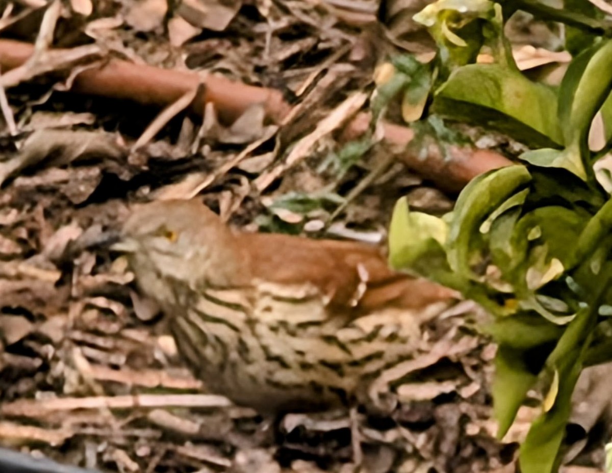 eBird Checklist - 3 Jan 2025 - My yard - 1 species