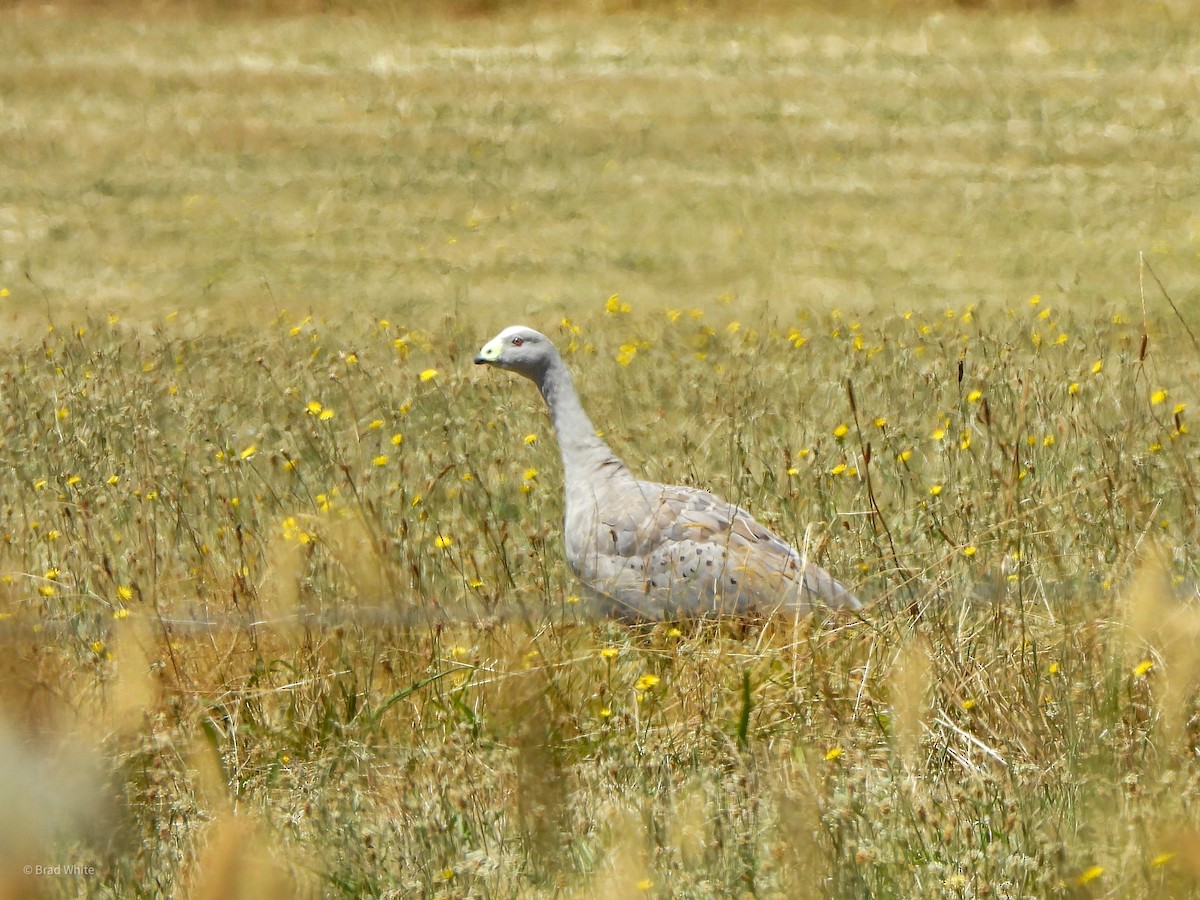 eBird Checklist - 3 Jan 2025 - Stockyard Point - 32 species