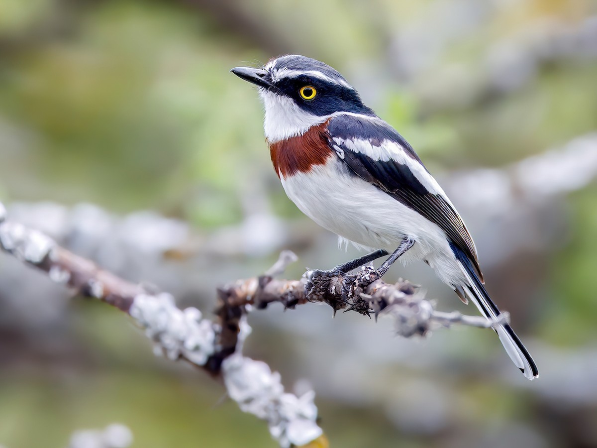 Western Black-headed Batis - Batis erlangeri - Birds of the World