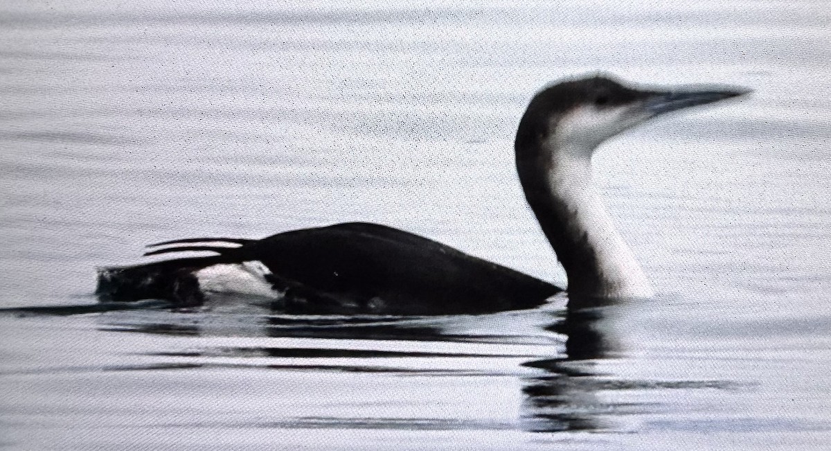 eBird Checklist - 3 Jan 2025 - Port Angeles waterfront - 3 species
