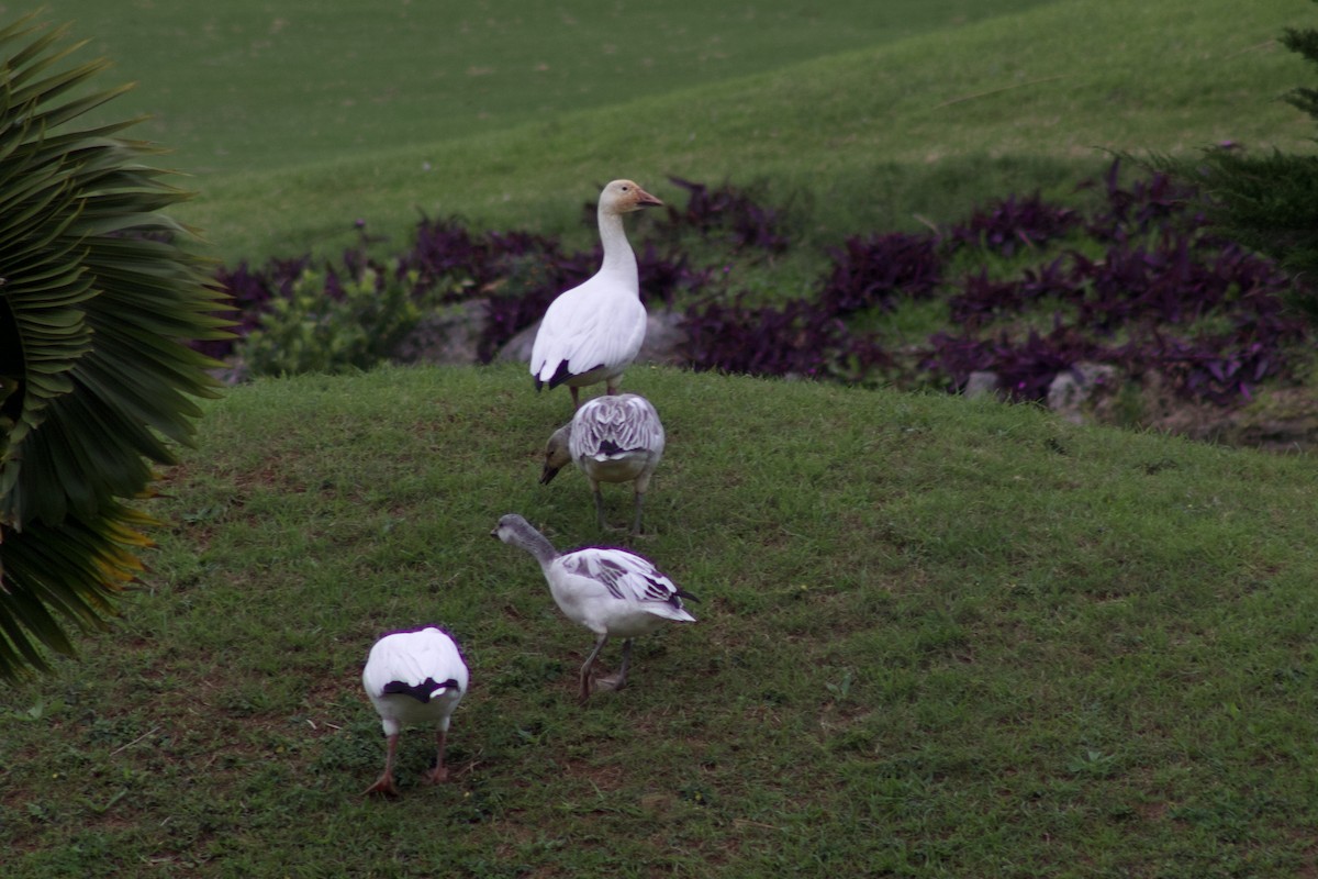 eBird Checklist - 3 Jan 2025 - Belmont GC - 2 species