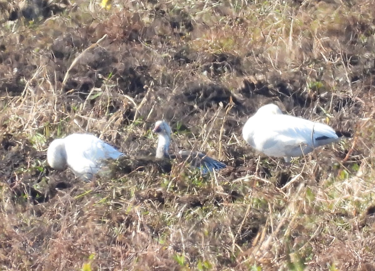 eBird Checklist - 3 Jan 2025 - Paynes Prairie Preserve SP--Bolen Bluff ...
