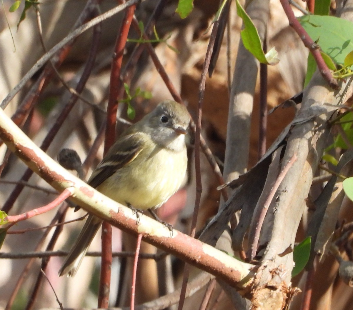 eBird Checklist - 3 Jan 2025 - Veeh Ranch Park, Laguna Woods - 16 species
