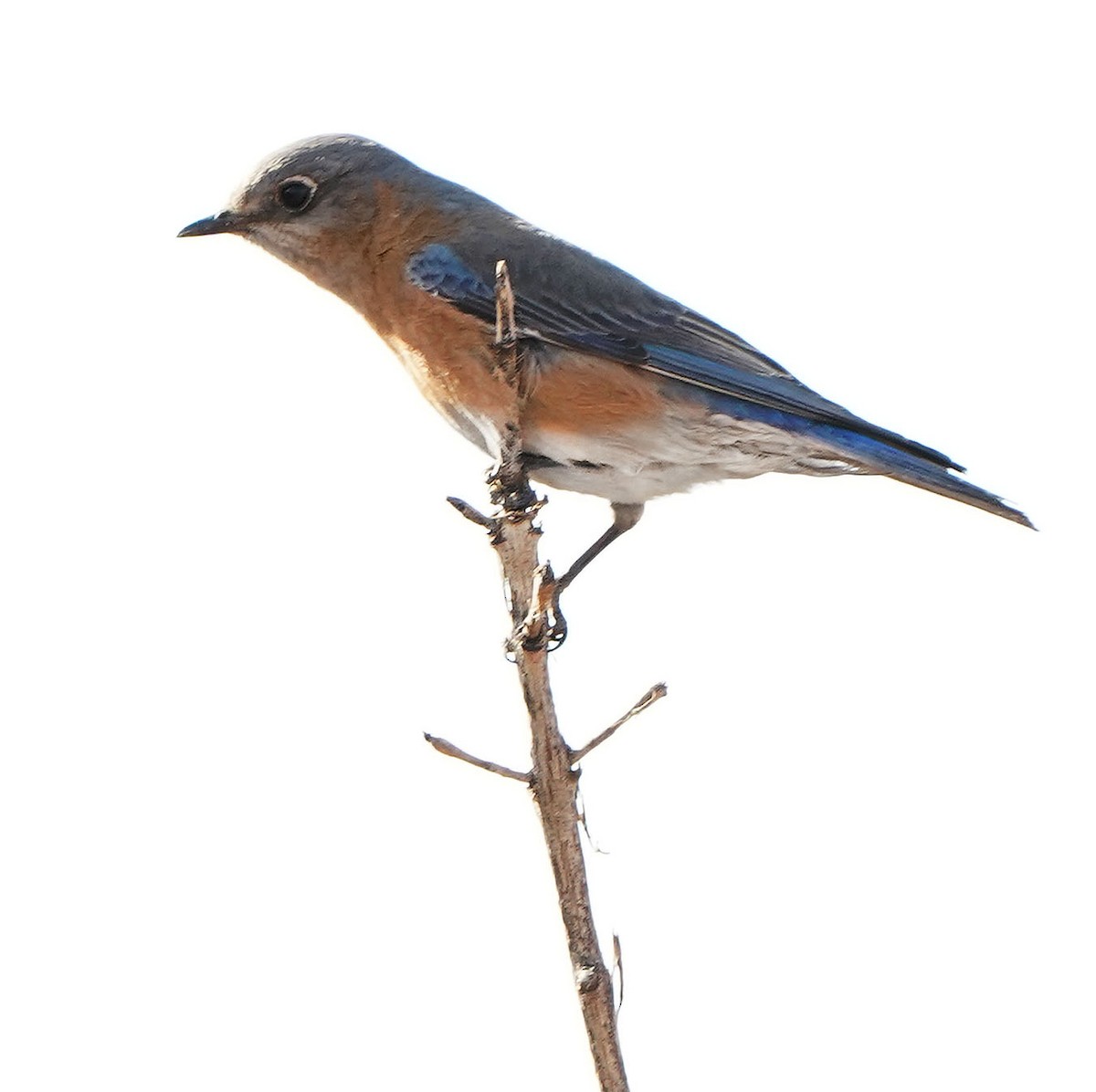 eBird Checklist - 3 Jan 2025 - Neely Ranch Riparian Preserve - 28 ...