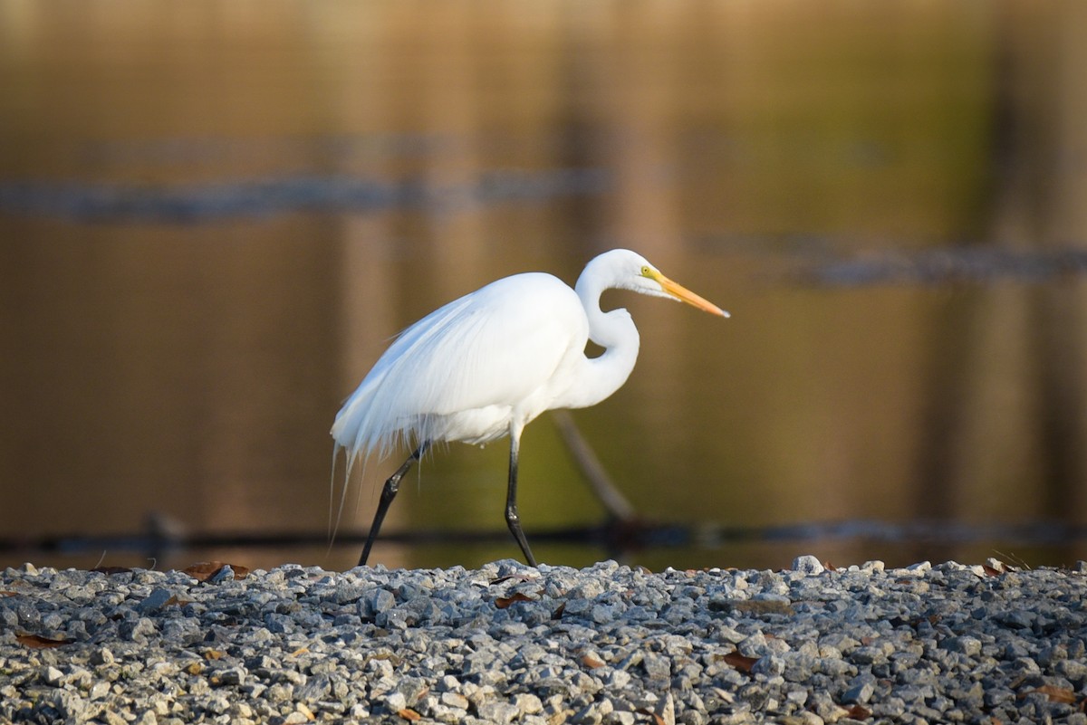 eBird Checklist - 3 Jan 2025 - Clayton Co. Water Authority--Lake ...