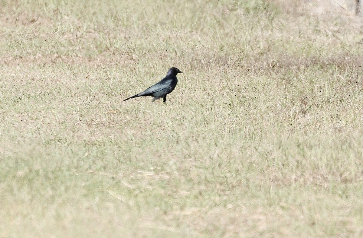 eBird Checklist - 3 Jan 2025 - 2963–3085 CR-318, Citra US-FL 29.41075 ...