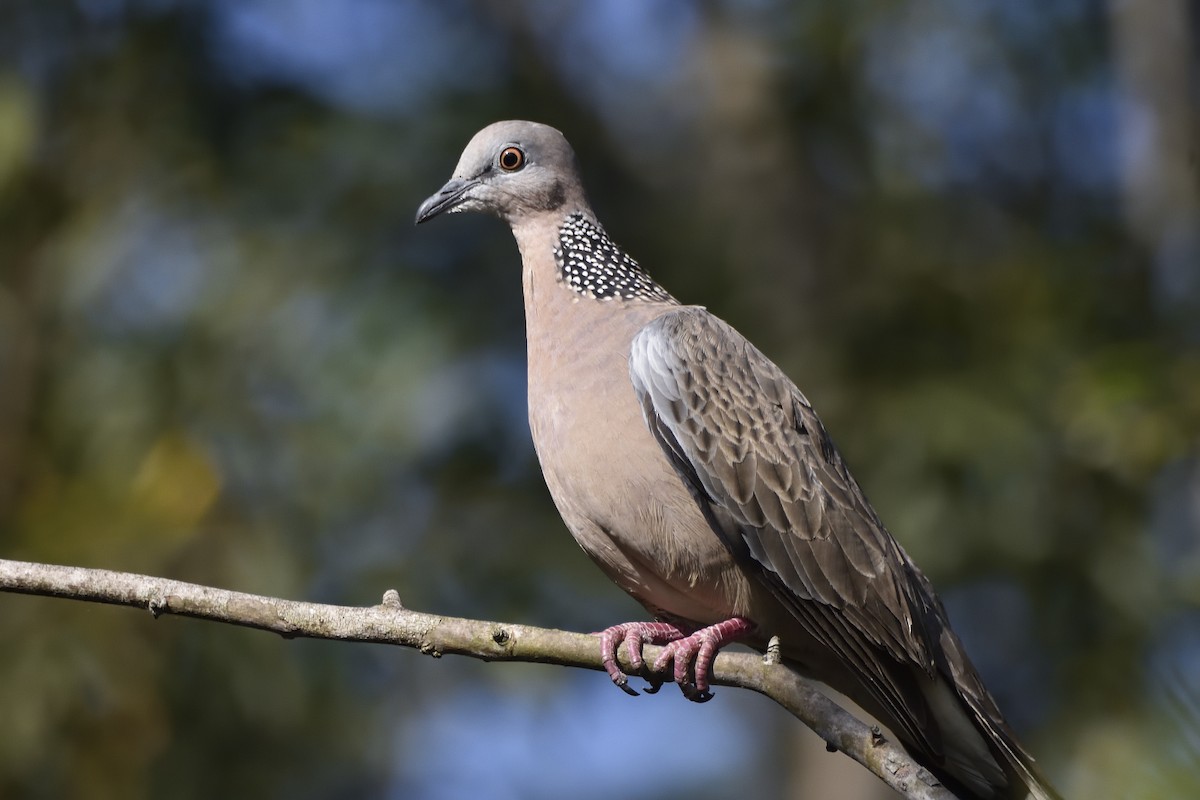 eBird Checklist - 4 Jan 2025 - Llewella Davies Memorial Walkway, Camden ...