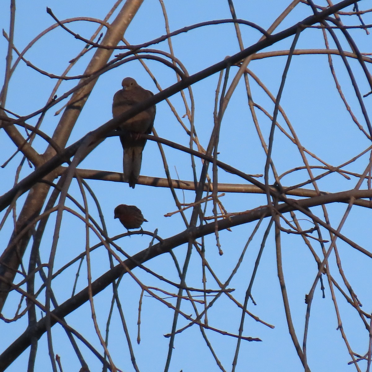 eBird Checklist - 3 Jan 2025 - Veeh Ranch Park - 26 species (+1 other taxa)