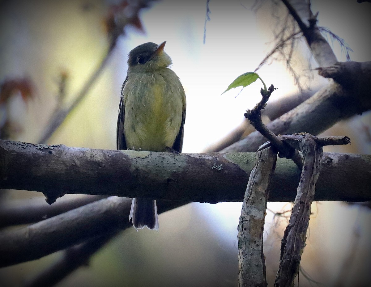 eBird Checklist - 3 Jan 2025 - Loxahatchee NWR - 20 species